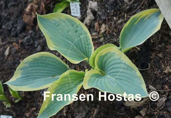 Hosta Flemish Tradition - Fransen Hostas